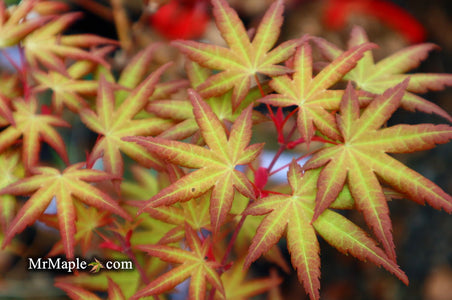 Buy Acer palmatum 'Coral Magic' Pink Japanese Maple — Mr Maple │ Buy ...