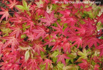 Buy Acer palmatum 'Coral Magic' Pink Japanese Maple — Mr Maple │ Buy ...