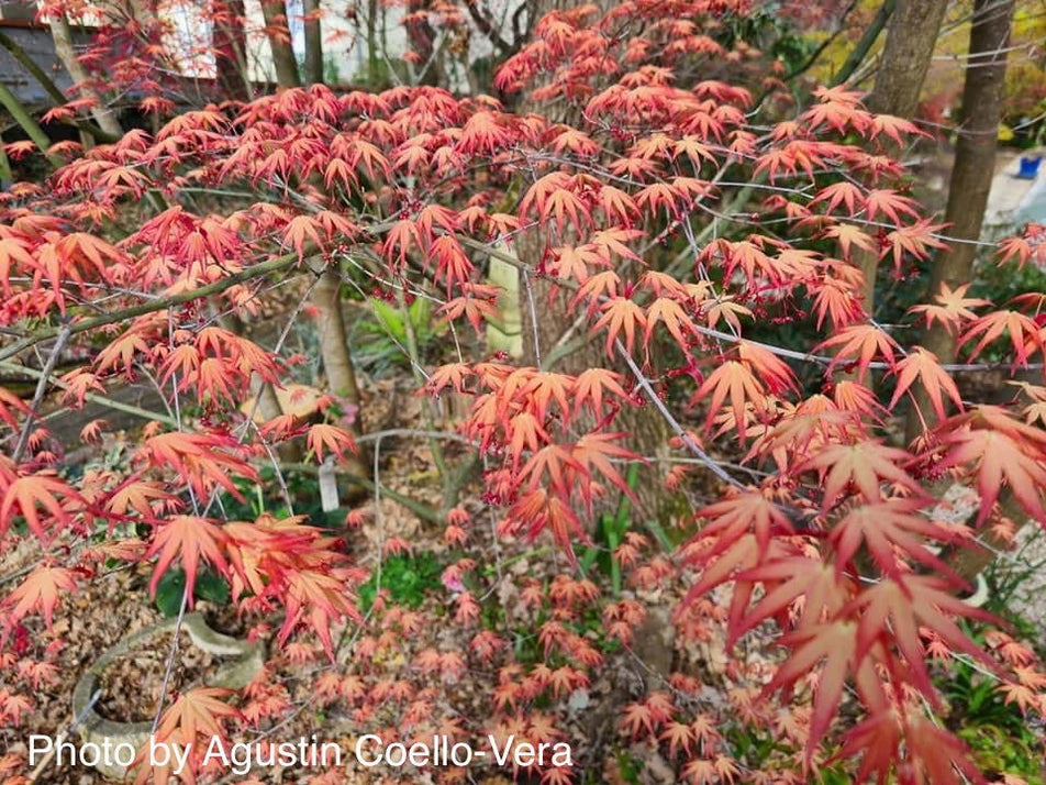 Buy Acer palmatum 'Coral Magic' Pink Japanese Maple — Mr Maple │ Buy ...