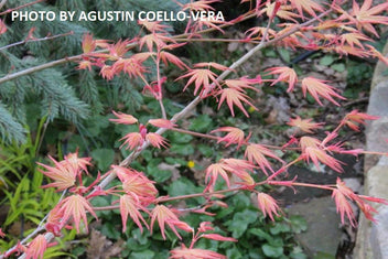 Buy Acer palmatum 'Coral Magic' Pink Japanese Maple — Mr Maple │ Buy ...