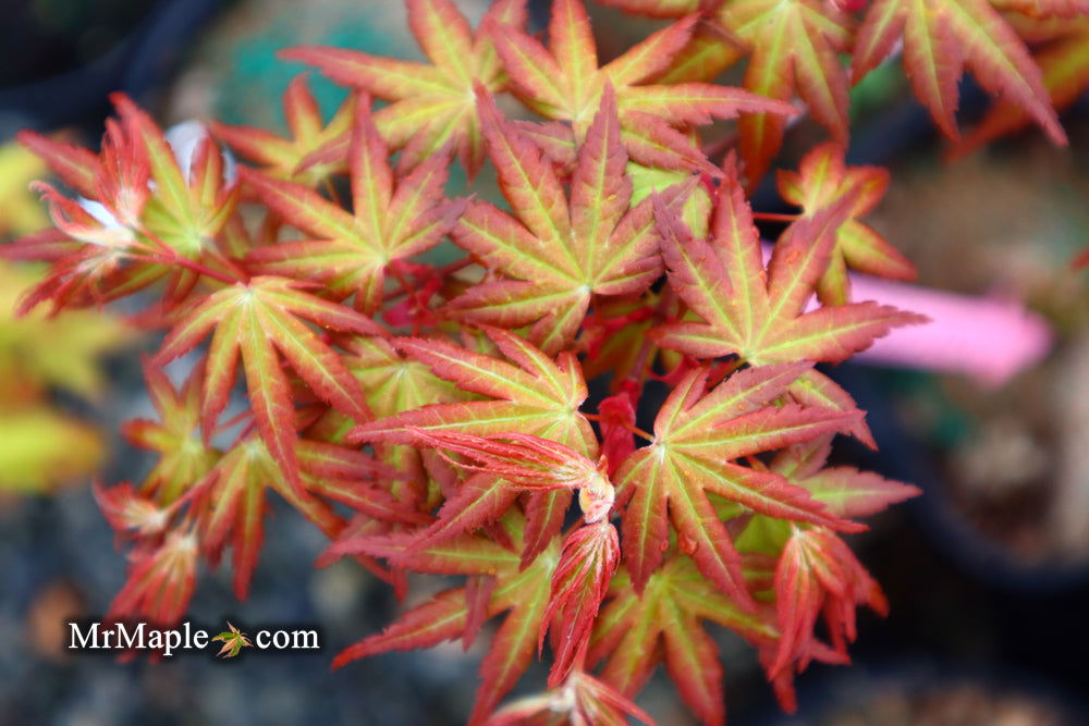 Buy Acer palmatum 'Coral Magic' Pink Japanese Maple — Mr Maple │ Buy ...
