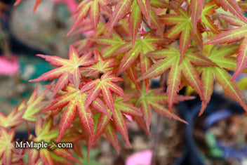 Buy Acer palmatum 'Coral Magic' Pink Japanese Maple — Mr Maple │ Buy ...
