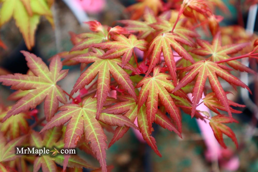 Buy Acer palmatum 'Coral Magic' Pink Japanese Maple — Mr Maple │ Buy ...