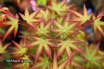Buy Acer palmatum 'Coral Magic' Pink Japanese Maple — Mr Maple │ Buy ...