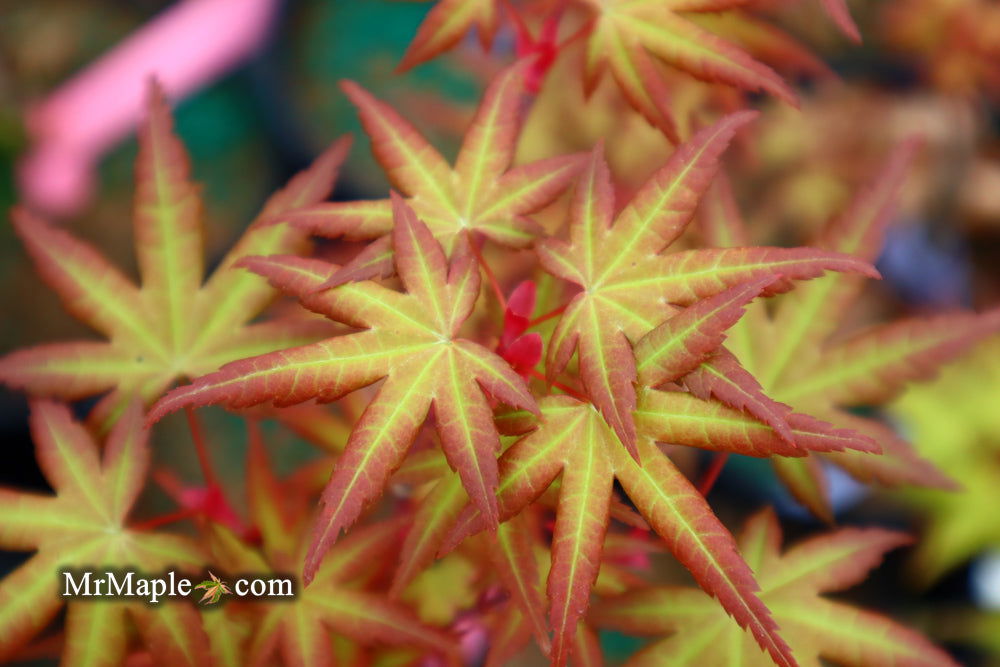 Buy Acer palmatum 'Coral Magic' Pink Japanese Maple — Mr Maple │ Buy ...