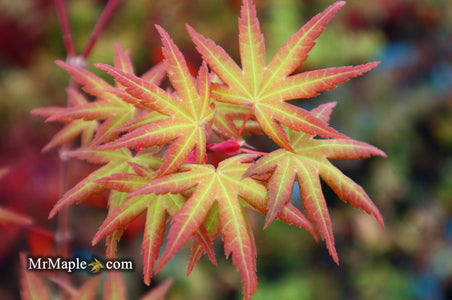 Buy Acer palmatum 'Coral Magic' Pink Japanese Maple — Mr Maple │ Buy ...