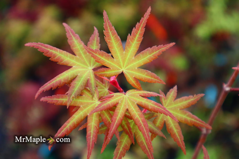 Buy Acer palmatum 'Coral Magic' Pink Japanese Maple — Mr Maple │ Buy ...