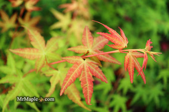 Buy Acer palmatum 'Coral Magic' Pink Japanese Maple — Mr Maple │ Buy ...