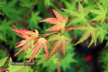 Buy Acer palmatum 'Coral Magic' Pink Japanese Maple — Mr Maple │ Buy ...
