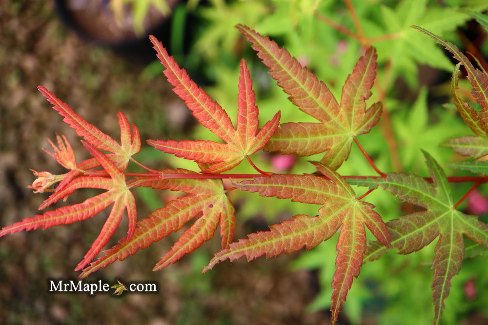 Buy Acer palmatum 'Coral Magic' Pink Japanese Maple — Mr Maple │ Buy ...
