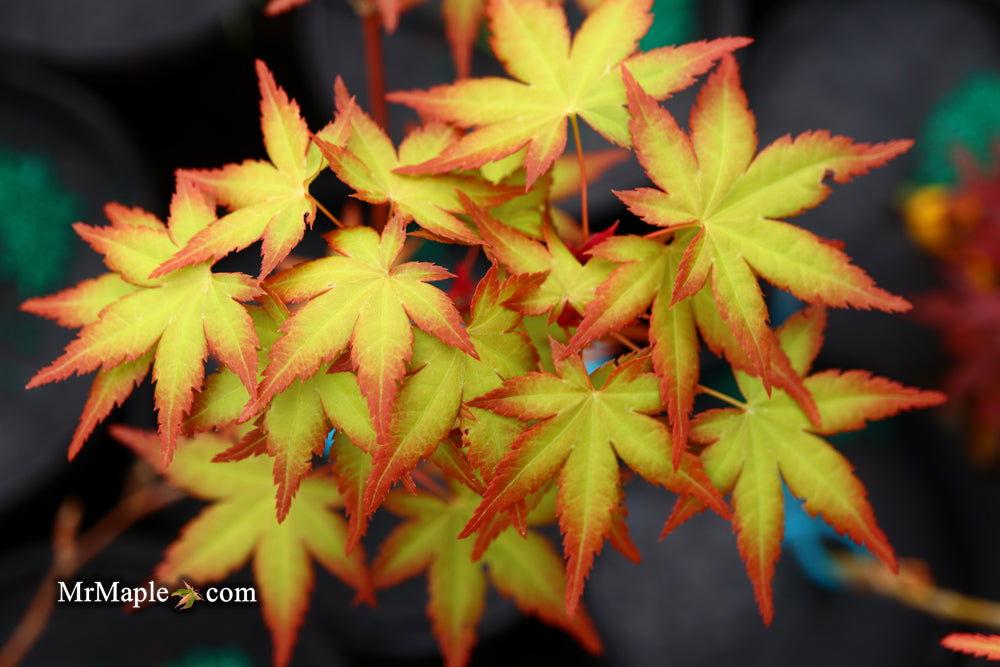 Buy Acer palmatum 'Coral Magic' Pink Japanese Maple — Mr Maple │ Buy ...