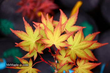 Buy Acer palmatum 'Coral Magic' Pink Japanese Maple — Mr Maple │ Buy ...
