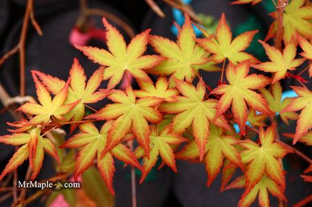Buy Acer palmatum 'Coral Magic' Pink Japanese Maple — Mr Maple │ Buy ...