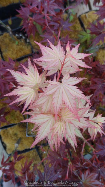 Buy Acer palmatum 'Coral Pink' Japanese Maple — Mr Maple │ Buy Japanese ...