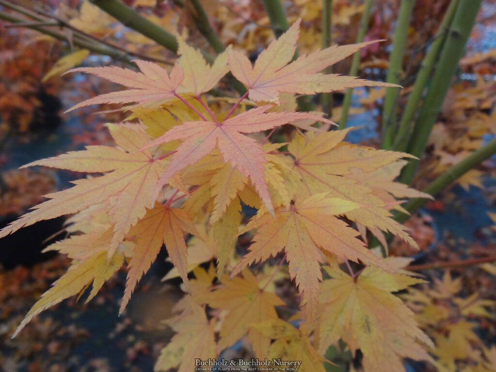 Buy Acer palmatum 'Coral Pink' Japanese Maple — Mr Maple │ Buy Japanese ...