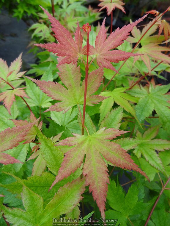 Buy Acer palmatum 'Coral Pink' Japanese Maple — Mr Maple │ Buy Japanese ...