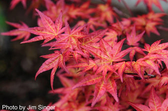Buy Acer palmatum 'Corallinum' Pink Japanese Maple — Mr Maple │ Buy ...
