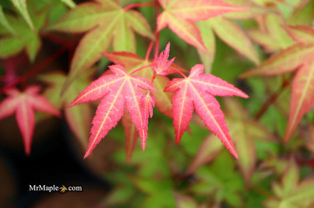 Buy Acer palmatum 'Corallinum' Pink Japanese Maple — Mr Maple │ Buy ...