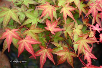 Buy Acer palmatum 'Corallinum' Pink Japanese Maple — Mr Maple │ Buy ...
