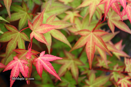 Buy Acer palmatum 'Corallinum' Pink Japanese Maple — Mr Maple │ Buy ...