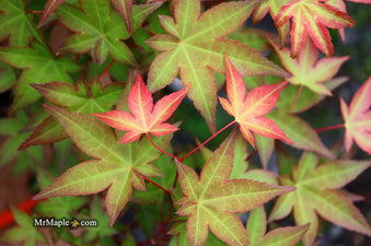 Buy Acer palmatum 'Corallinum' Pink Japanese Maple — Mr Maple │ Buy ...