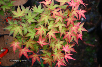 Buy Acer palmatum 'Corallinum' Pink Japanese Maple — Mr Maple │ Buy ...