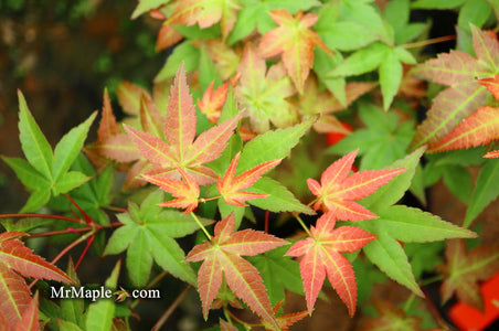 Buy Acer palmatum 'Corallinum' Pink Japanese Maple — Mr Maple │ Buy ...