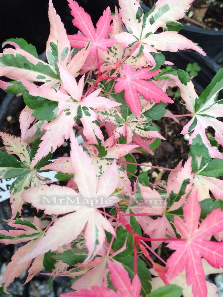 Buy Acer palmatum 'Cotton Candy' Pink Variegated Japanese Maple — Mr ...