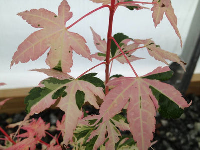 Buy Acer palmatum 'Cotton Candy' Pink Variegated Japanese Maple — Mr ...