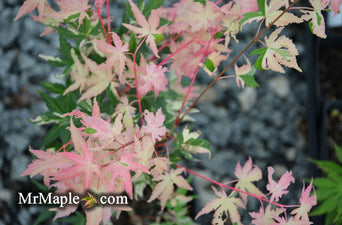 Buy Acer palmatum 'Cotton Candy' Pink Variegated Japanese Maple — Mr ...