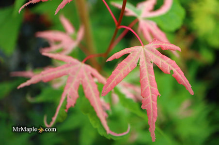 Buy Acer palmatum 'Cotton Candy' Pink Variegated Japanese Maple — Mr ...