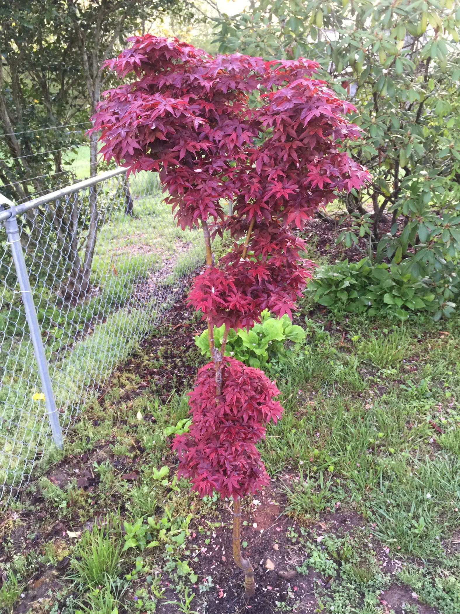 Buy Acer palmatum 'Cricket' Narrow Growing Japanese Maple — Mr Maple ...