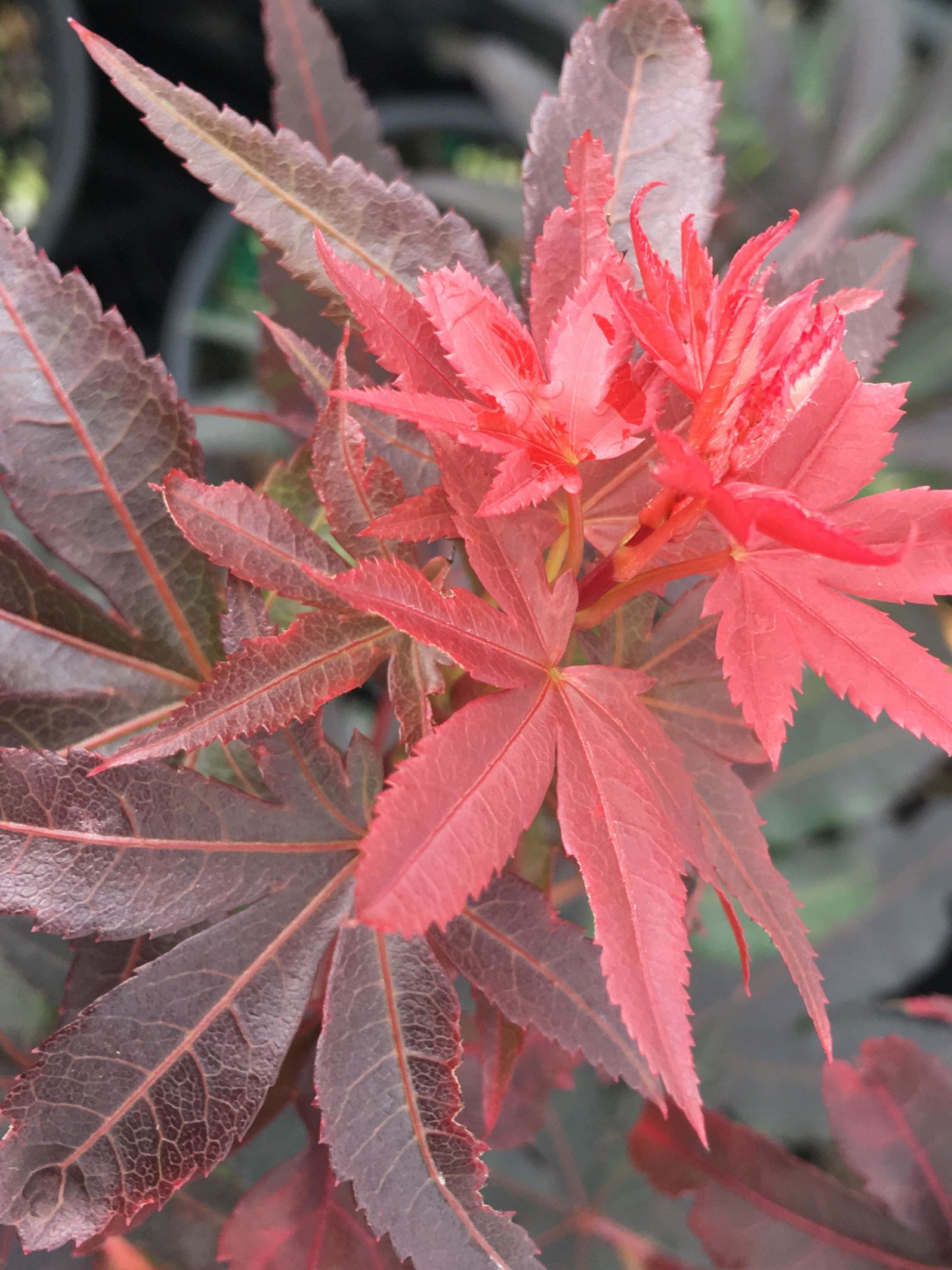 Buy Acer palmatum 'Cricket' Narrow Growing Japanese Maple — Mr Maple ...