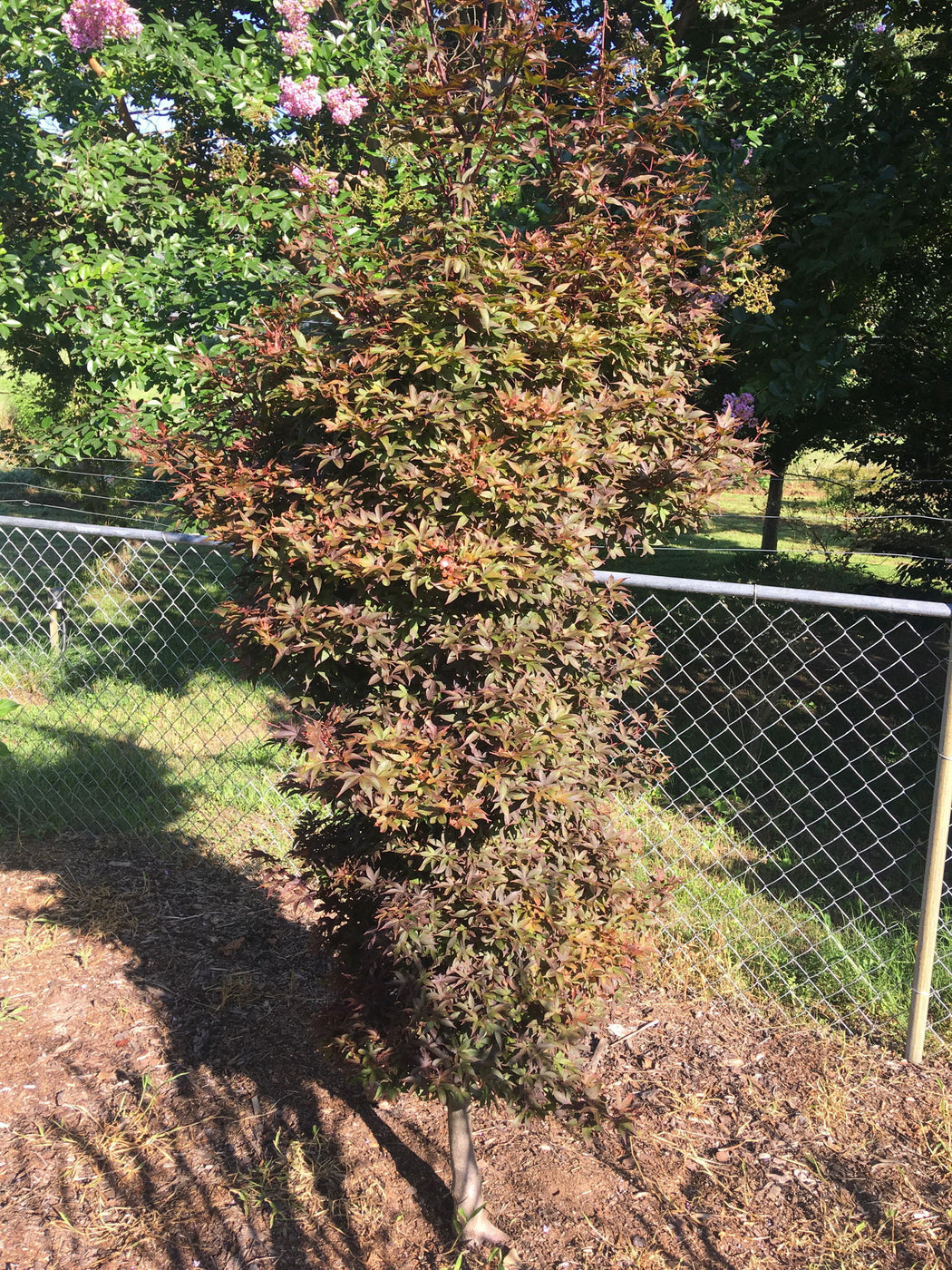 Buy Acer palmatum 'Cricket' Narrow Growing Japanese Maple — Mr Maple ...