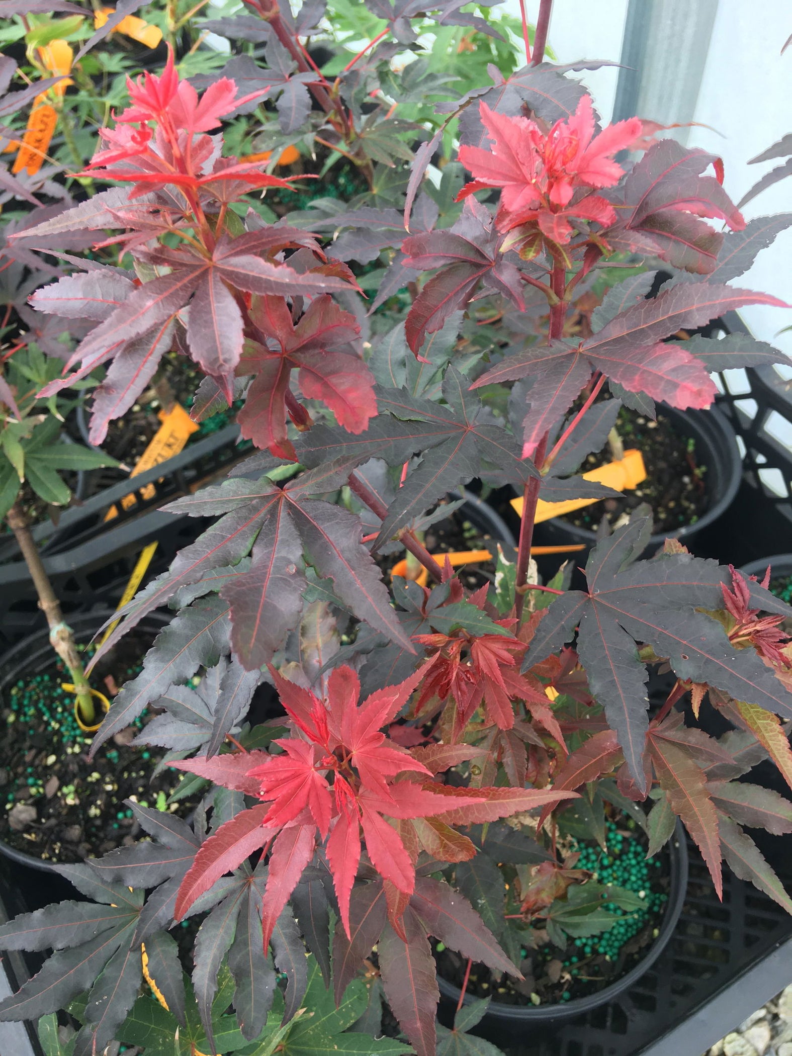 Buy Acer palmatum 'Cricket' Narrow Growing Japanese Maple — Mr Maple ...