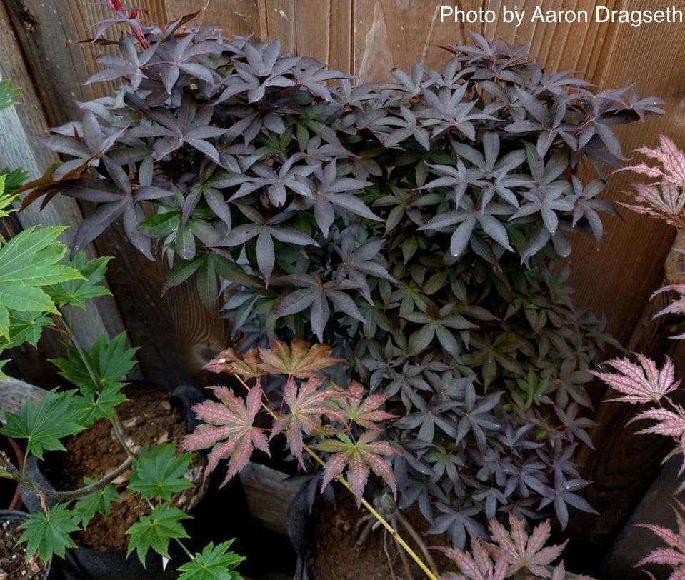 Buy Acer palmatum 'Cricket' Narrow Growing Japanese Maple — Mr Maple ...