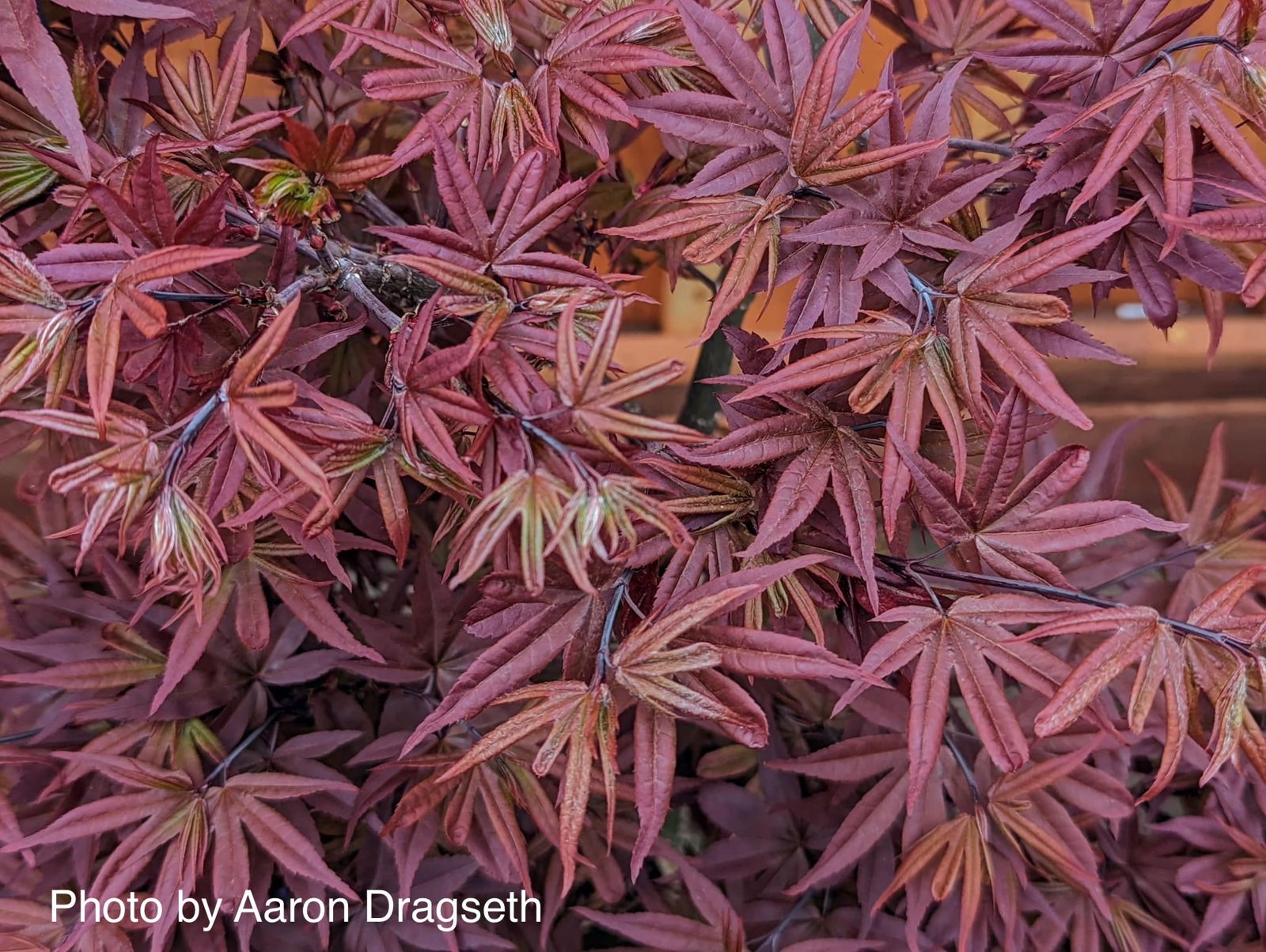 Buy Acer palmatum 'Cricket' Narrow Growing Japanese Maple — Mr Maple ...