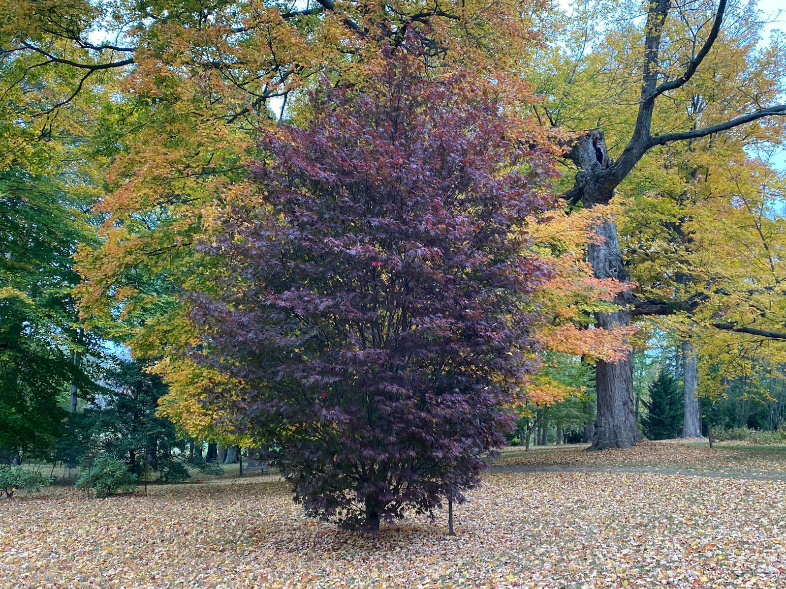 Buy Japanese Maples - MrMaple — Mr Maple │ Buy Japanese Maple Trees