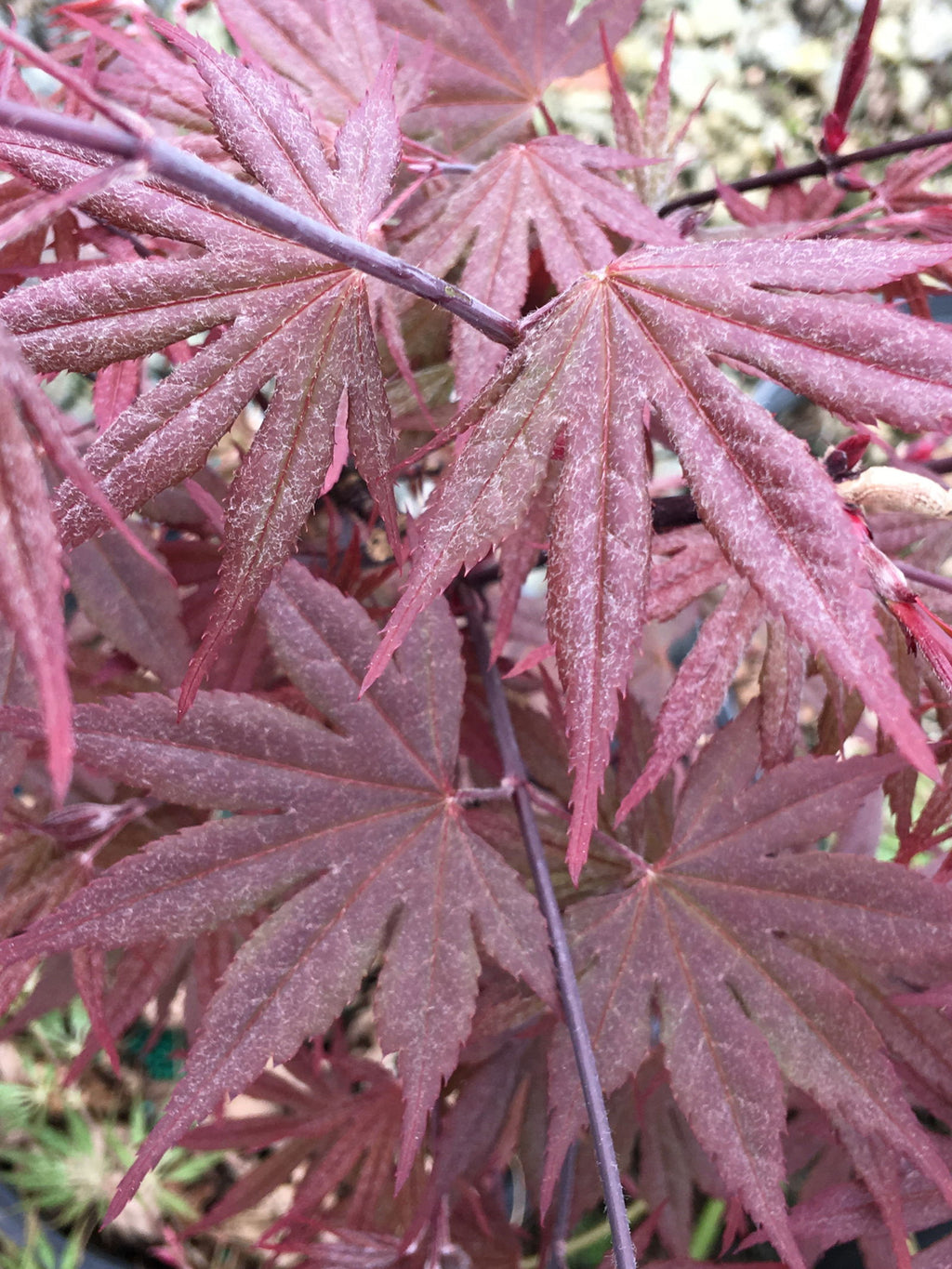 Buy Japanese Maples - MrMaple — Mr Maple │ Buy Japanese Maple Trees