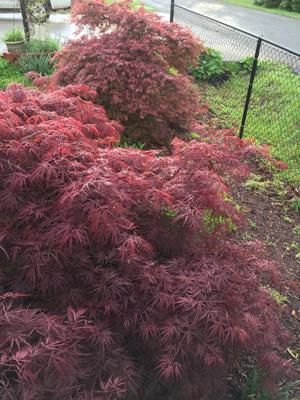 Buy Acer palmatum dissectum Crimson Queen Laceleaf Japanese Maple — Mr ...