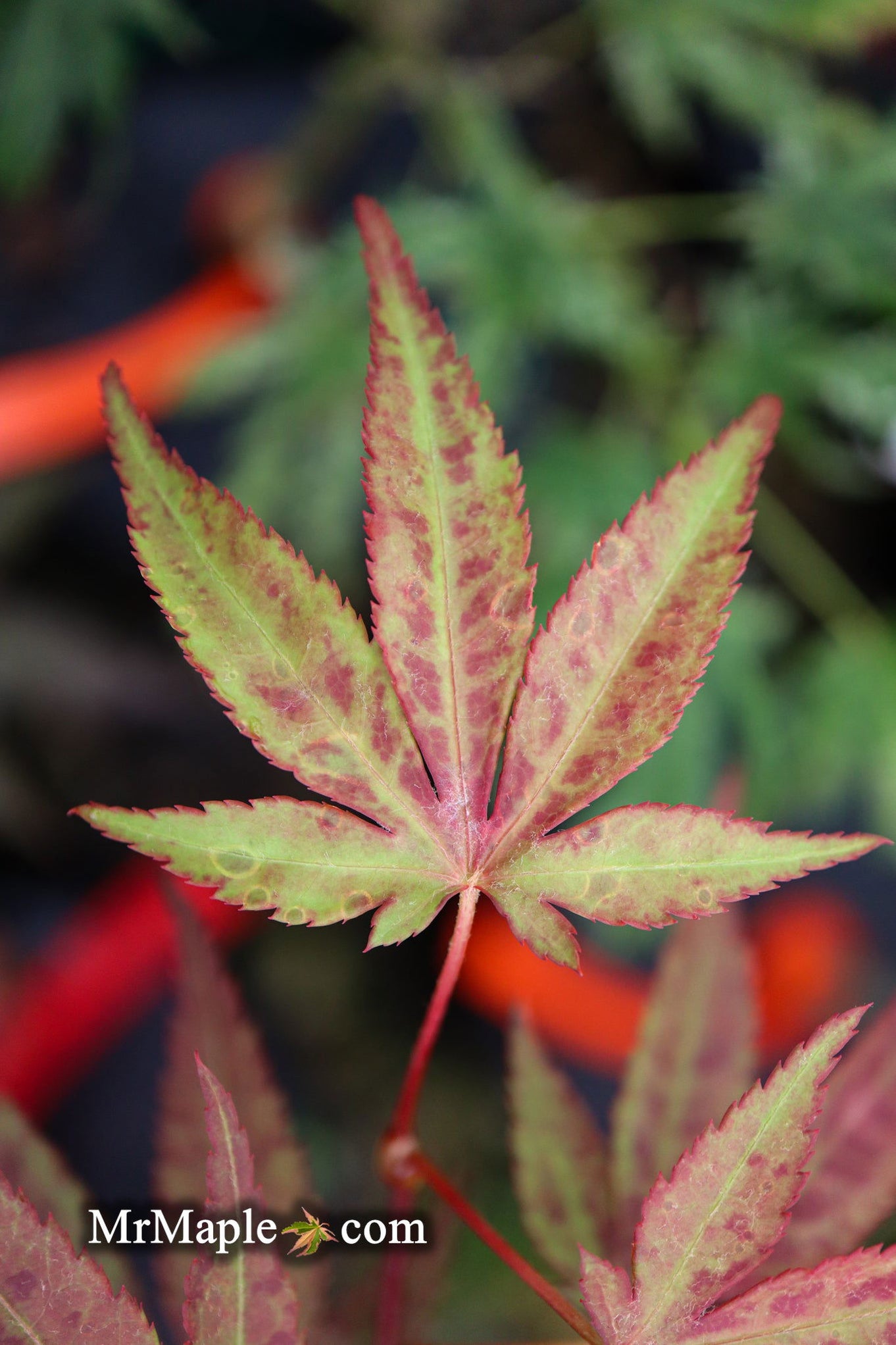 Buy Acer palmatum Dolly Hill Red Japanese Maple — Mr Maple │ Buy ...