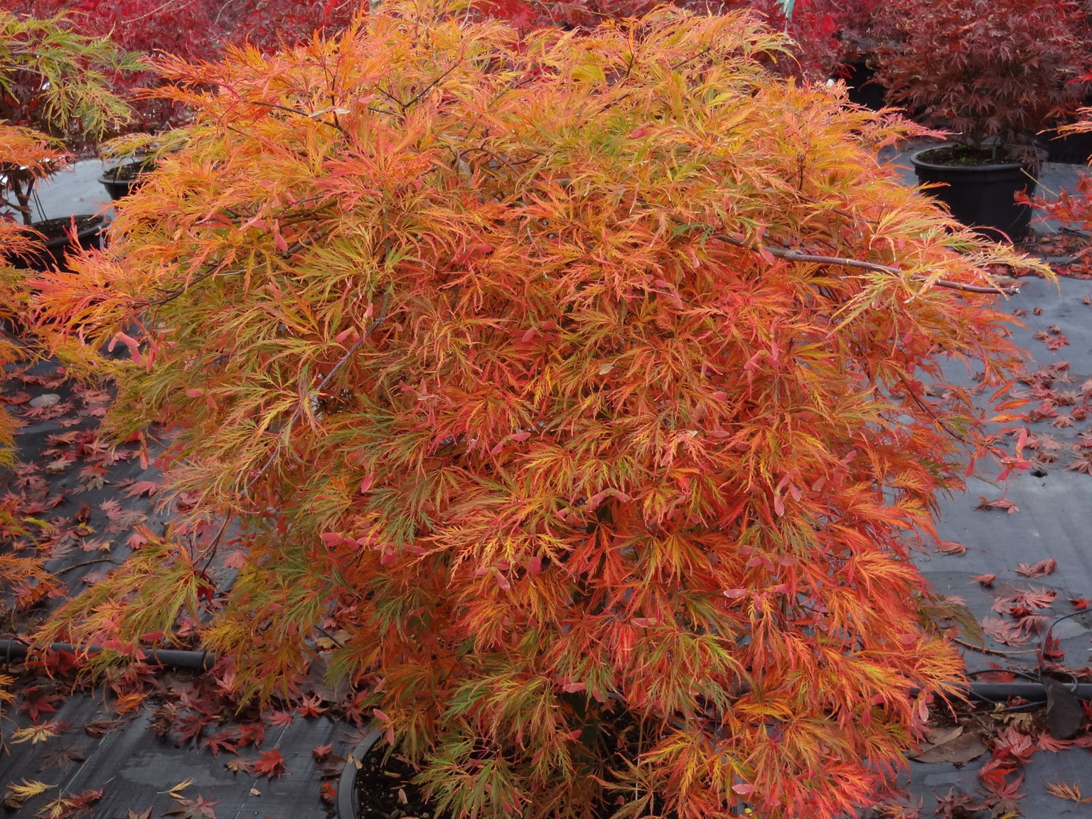 Buy Laceleaf Japanese Maples — Mr Maple │ Buy Japanese Maple Trees