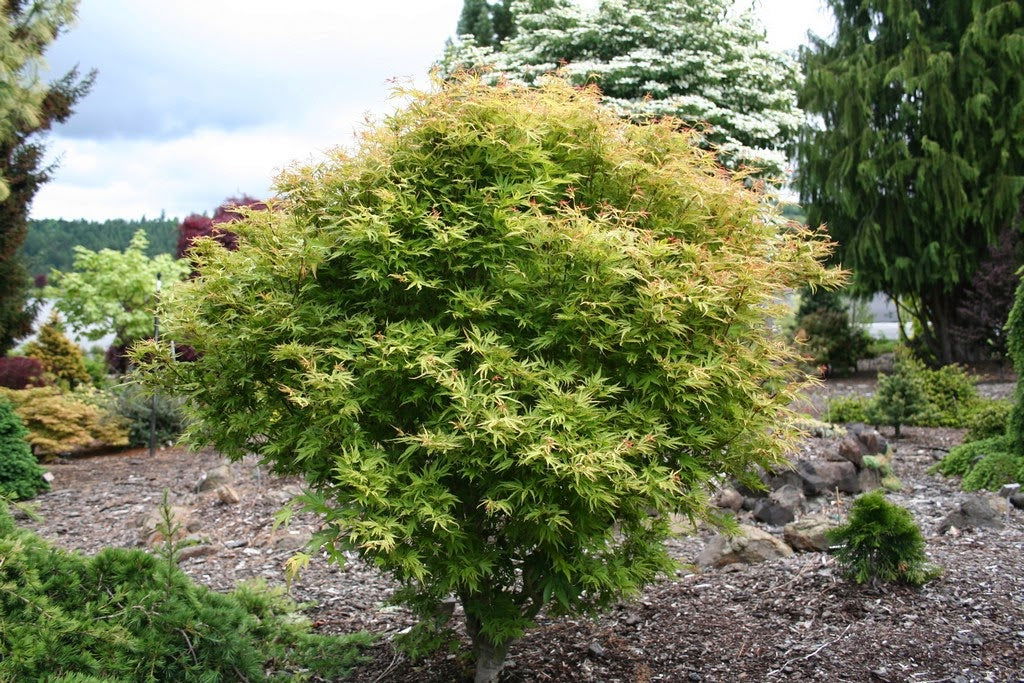 Buy Zone 9 Heat Tolerant Japanese Maples — Mr Maple │ Buy Japanese ...