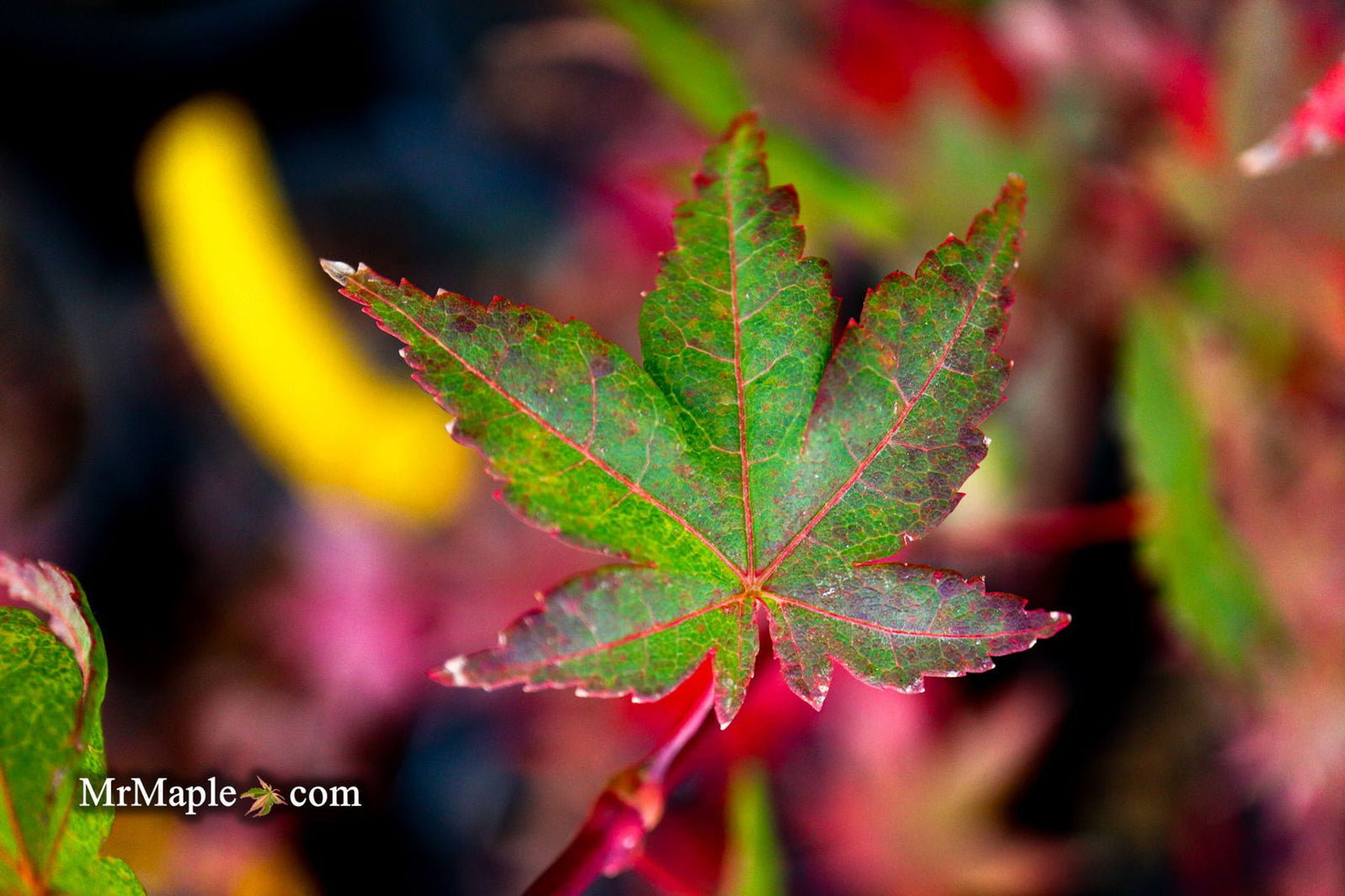 Buy Acer palmatum Dragon King Red Japanese Maple Tree — Mr Maple │ Buy ...