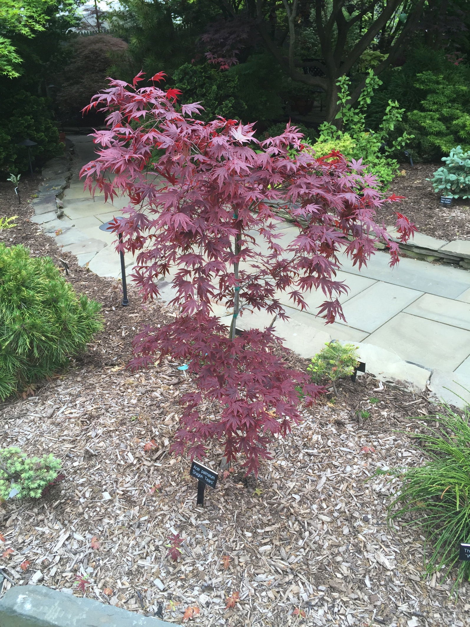 Buy Acer palmatum 'Dragon Tears' Japanese Maple — Mr Maple │ Buy ...