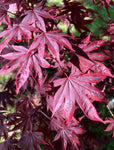 Buy Acer palmatum 'Dragon Tears' Japanese Maple — Mr Maple │ Buy ...