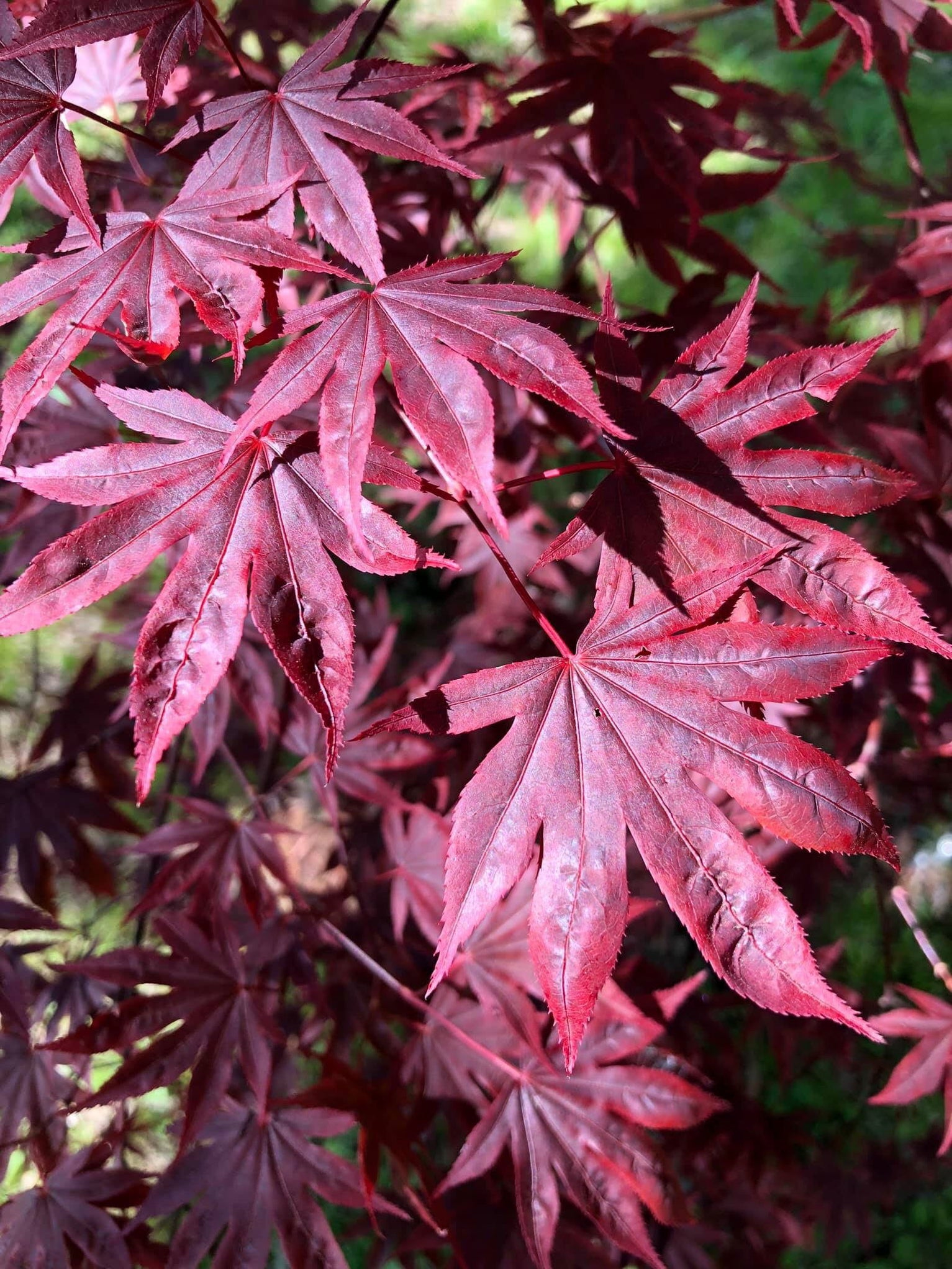Buy Acer palmatum 'Dragon Tears' Japanese Maple — Mr Maple │ Buy ...