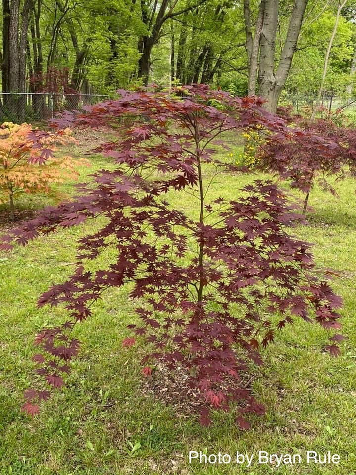 Buy Acer palmatum 'Dragon Tears' Japanese Maple — Mr Maple │ Buy ...