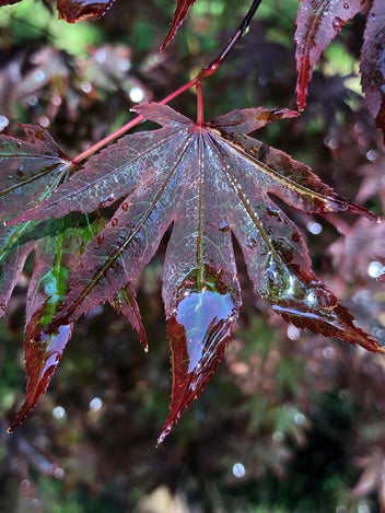 Buy Acer palmatum 'Dragon Tears' Japanese Maple — Mr Maple │ Buy ...
