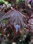 Buy Acer palmatum 'Dragon Tears' Japanese Maple — Mr Maple │ Buy ...
